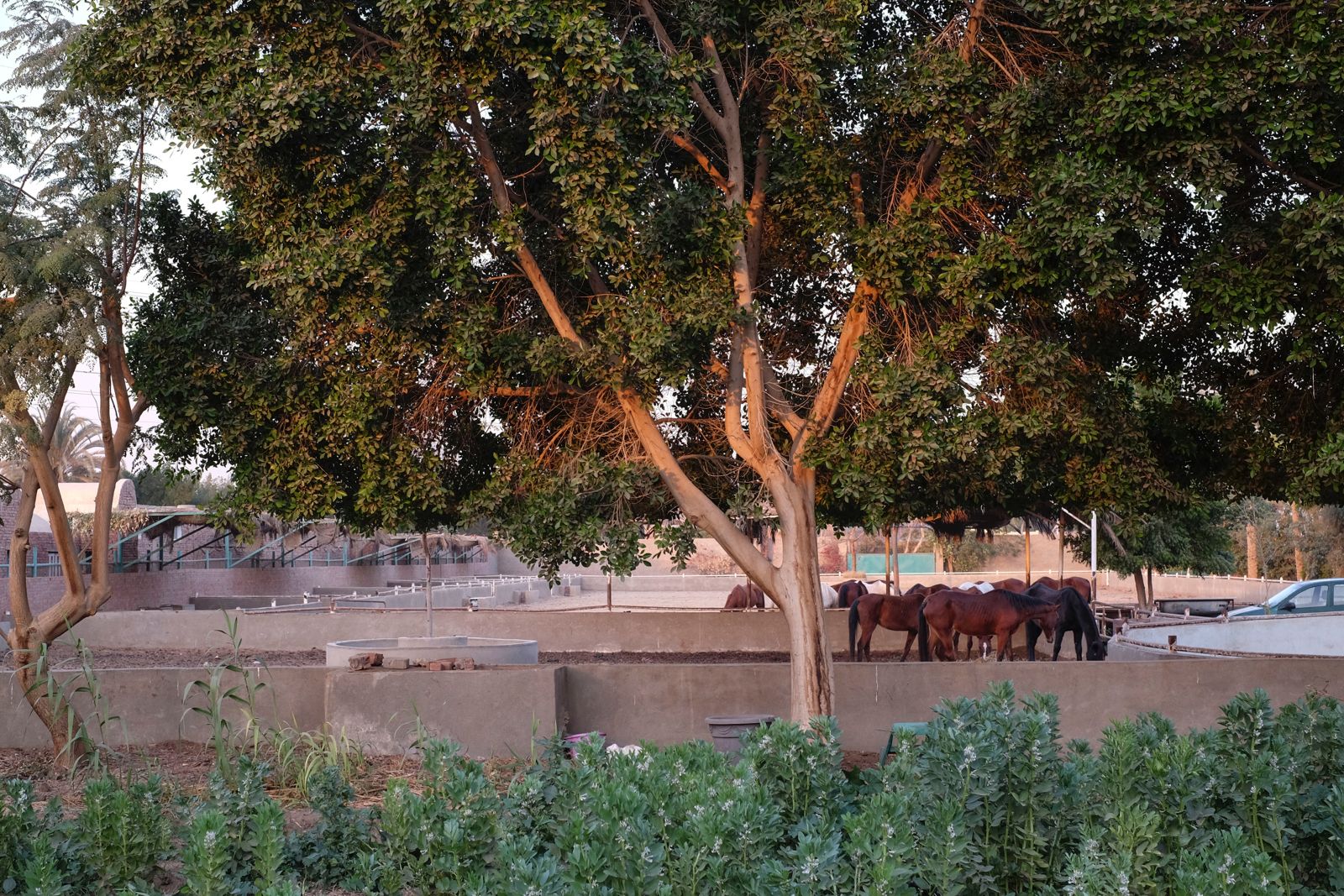 Horses
